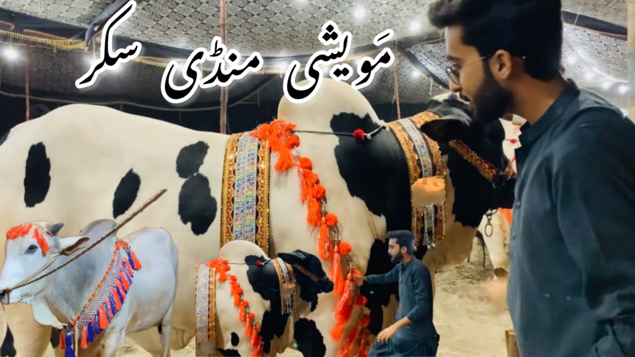 Maweshi Mandi Sukkur 2024 ️| Chaand Raat ko he Sub khtm hogya 🫣| Asim ...