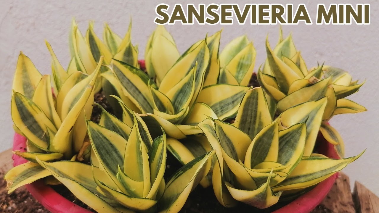 sansevieria mini reproducción chuyito jardinero - YouTube