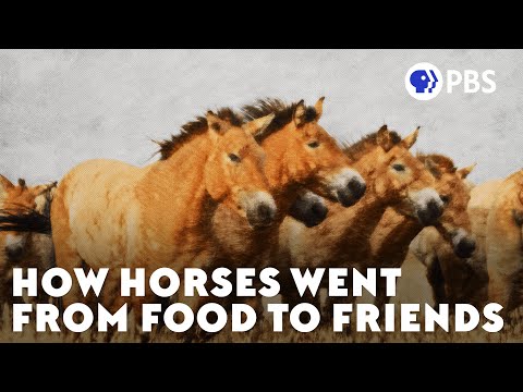 How Horses Went From Food To Friends