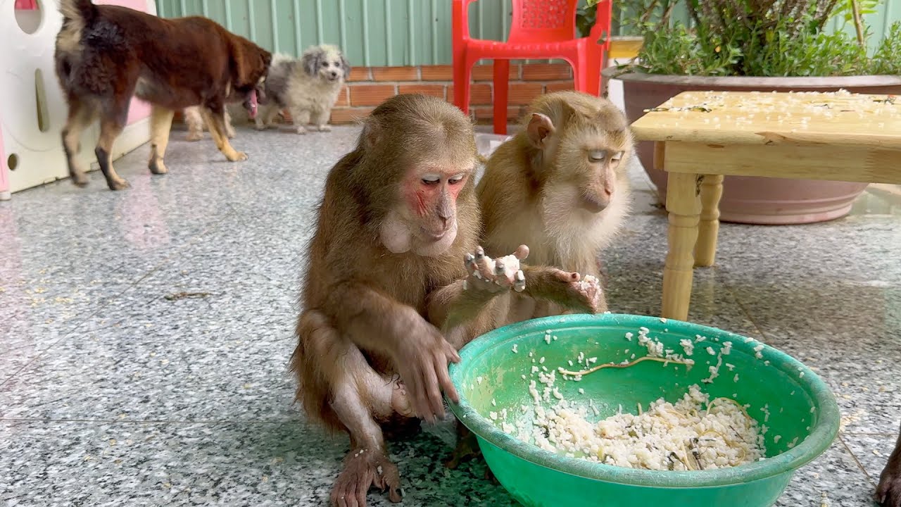 The monkeys happily eating rice are so adorable - YouTube