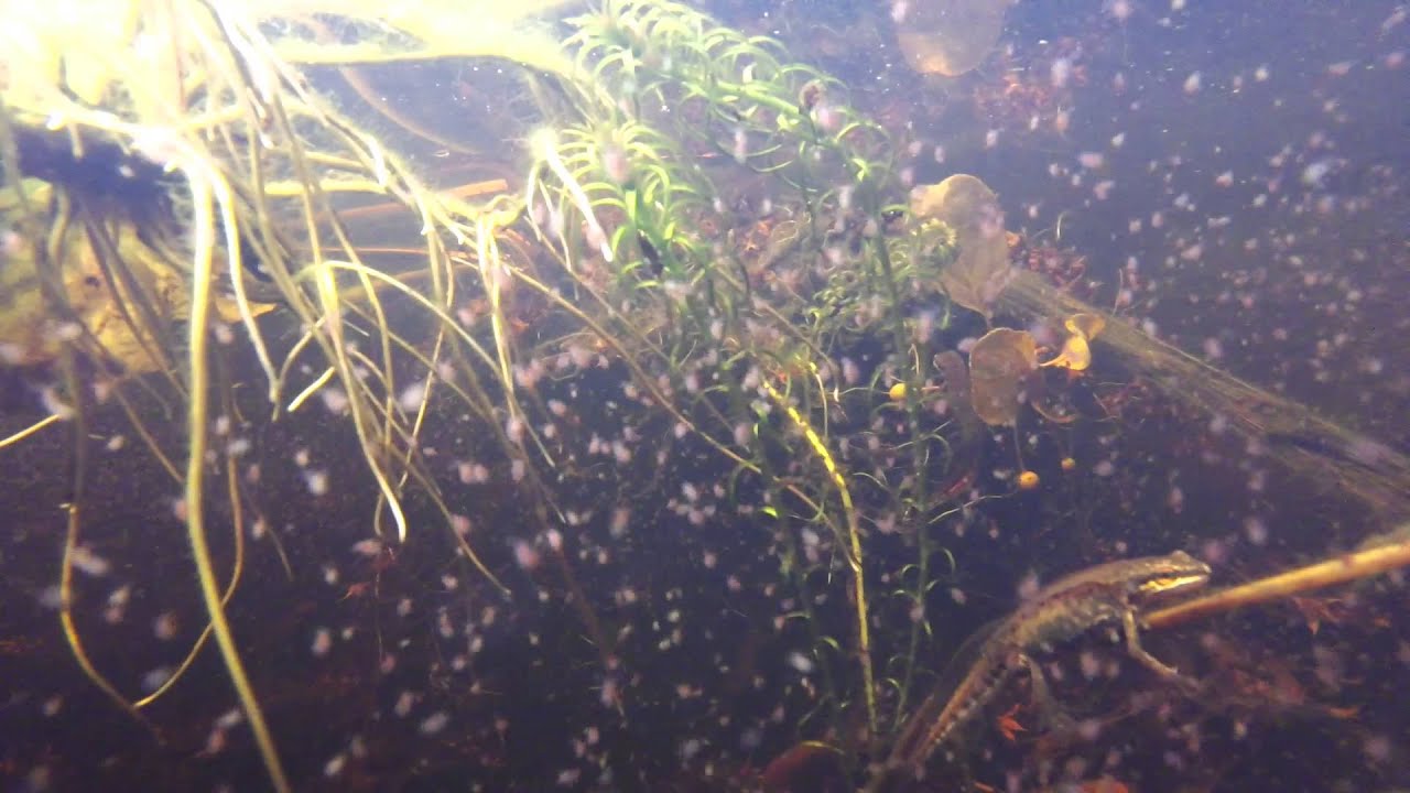 Down in the murky depths of the Pond - YouTube