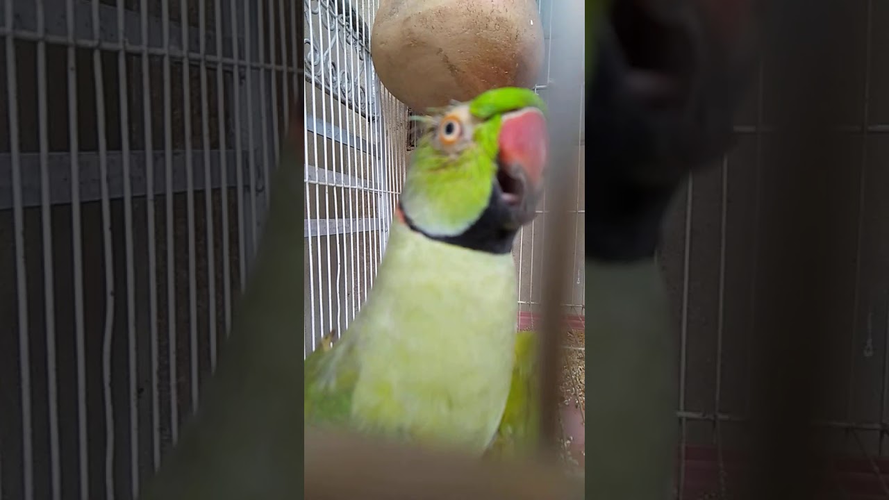 Taking parrot - YouTube