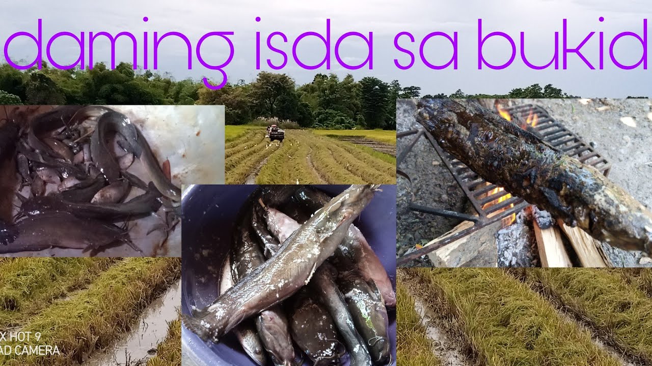 daming Isda Hito at dalag - YouTube