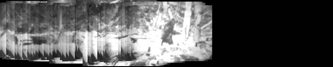 Patterson-Gimlin film of "Big Foot" stabilzed - YouTube