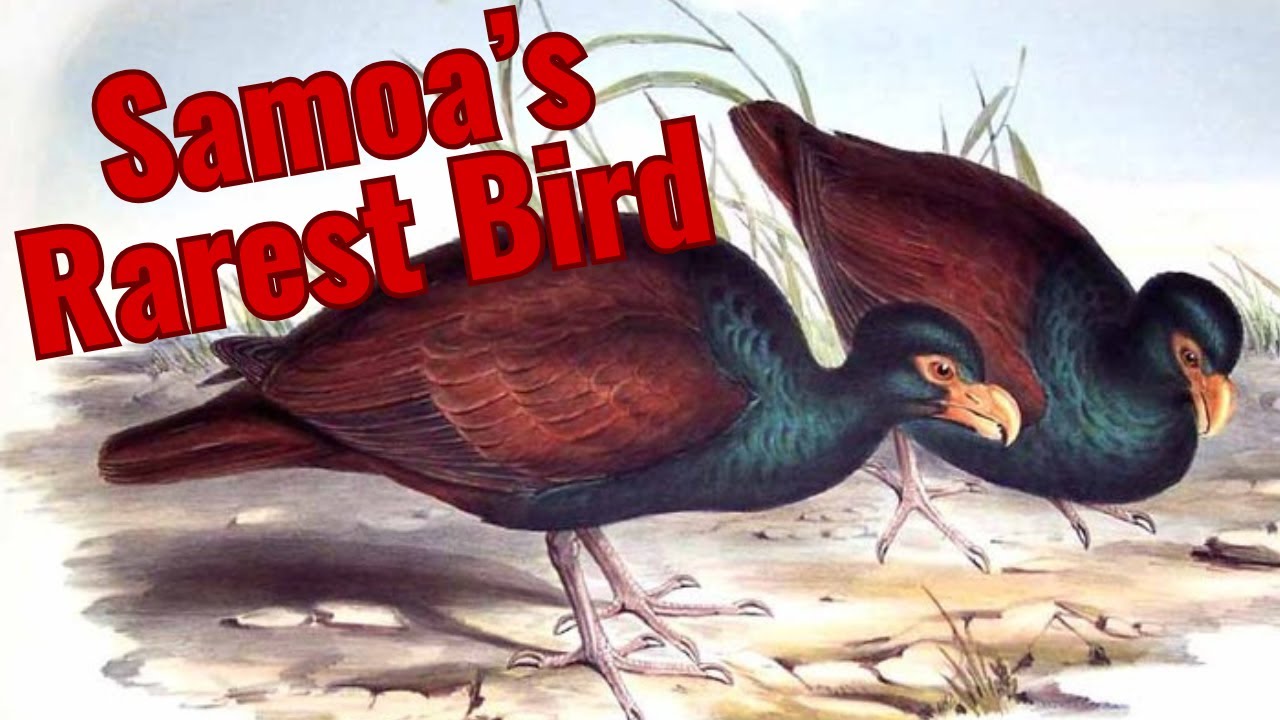 Manumea | Tooth-Billed Pigeon | The National Bird of Samoa - YouTube