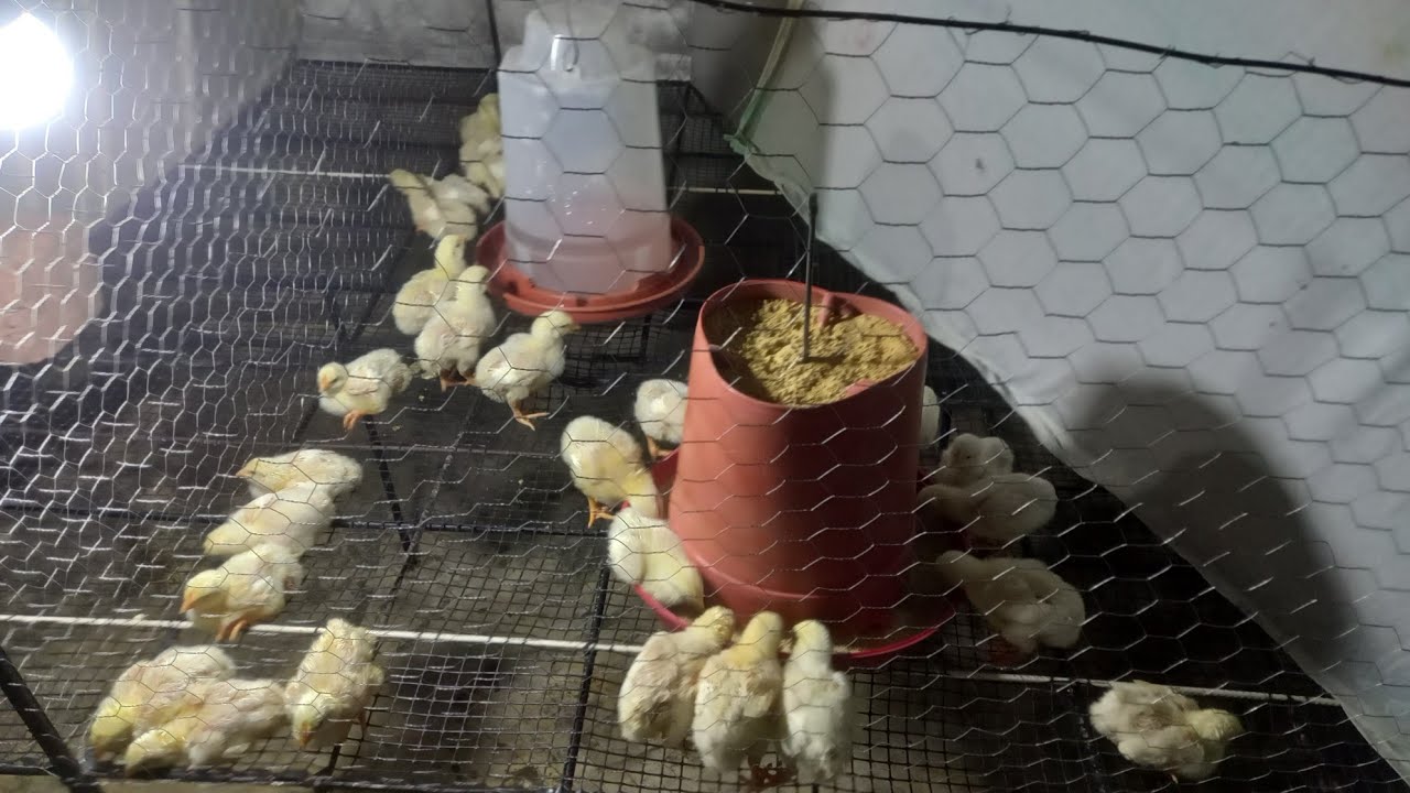 Crianza de pollos en su día 4 Cómo criar a Tus pollos bien cria de ...