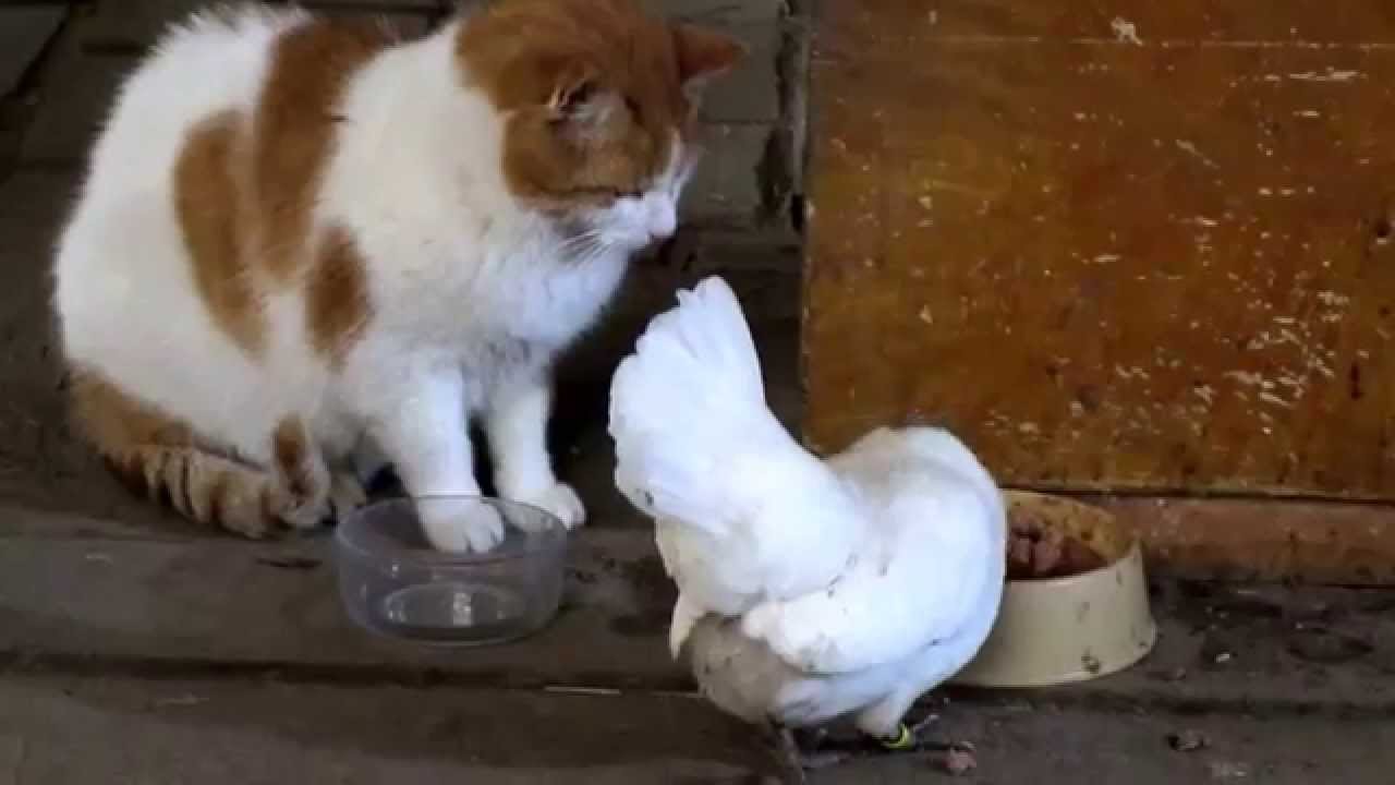 Katze vs. Huhn - Cat vs. Chicken - YouTube