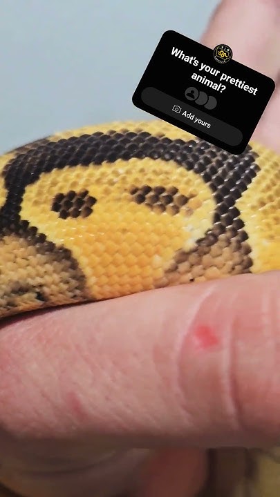 Gaston the Cantaloupe Ball Python🐍🍈 #shorts - YouTube