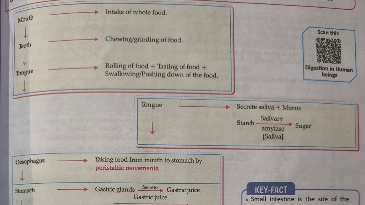 Life process.class 10 Topic Nutrition in human beings. Flow Chart ...