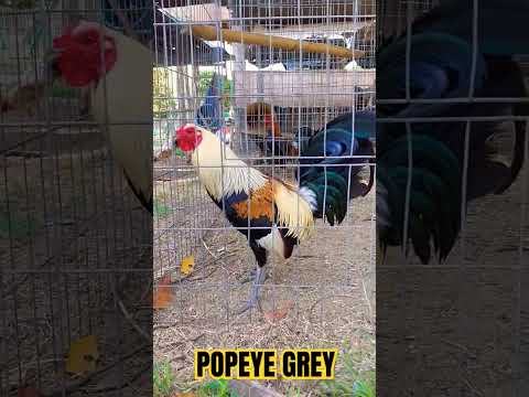POPEYE GREY BROODCOCK #highlights #roosters #follower #chicken #rooster ...