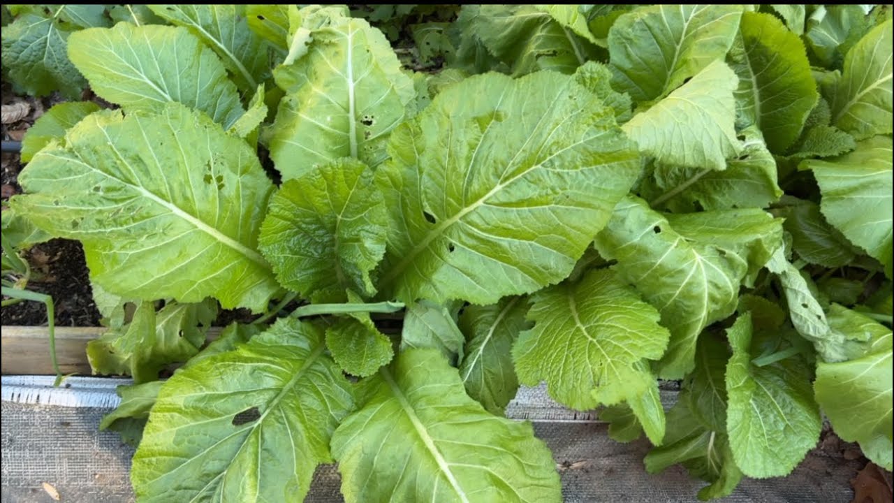 Florida Broad Leaf Mustard Green Harvest | Feeding The Family - YouTube
