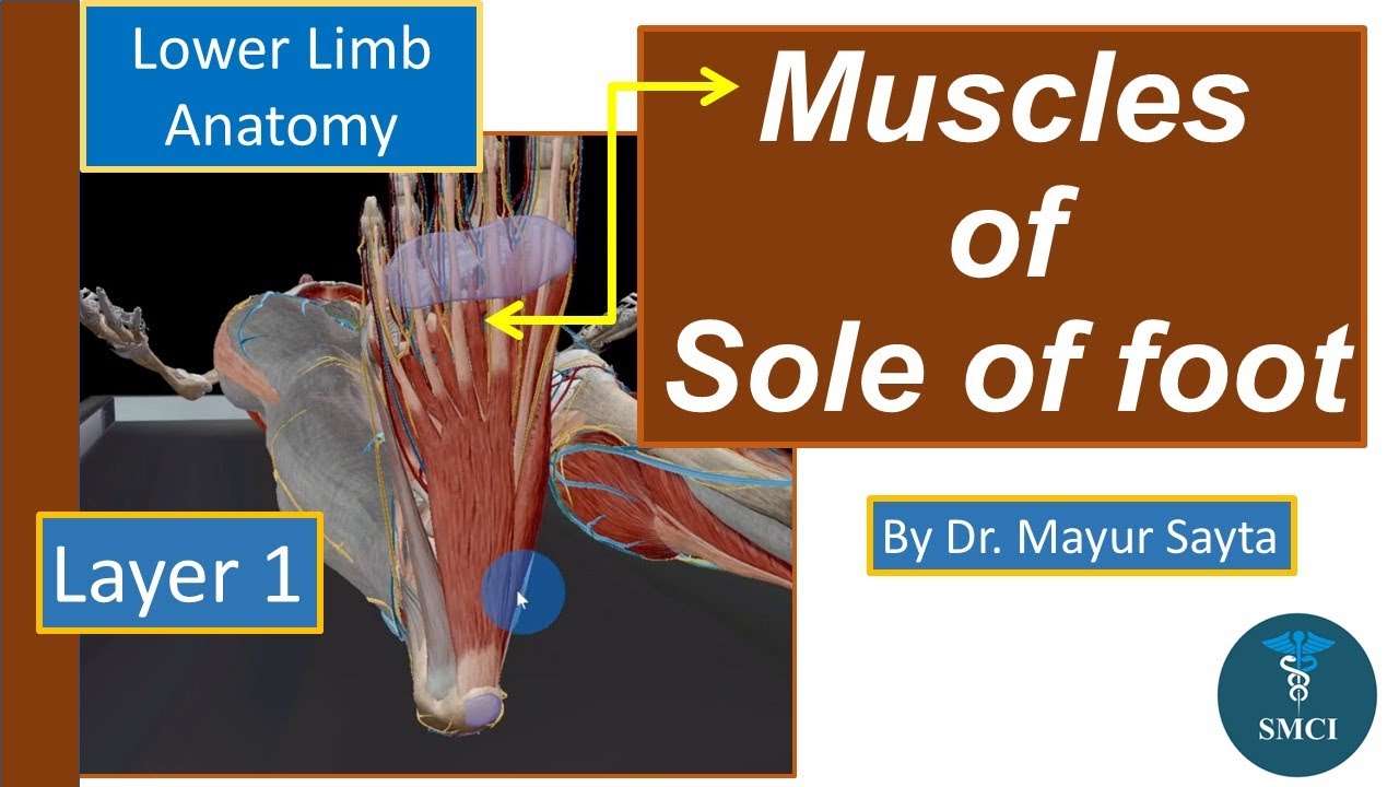 Muscles of sole of Foot | First Layer | Lower limb Anatomy - YouTube