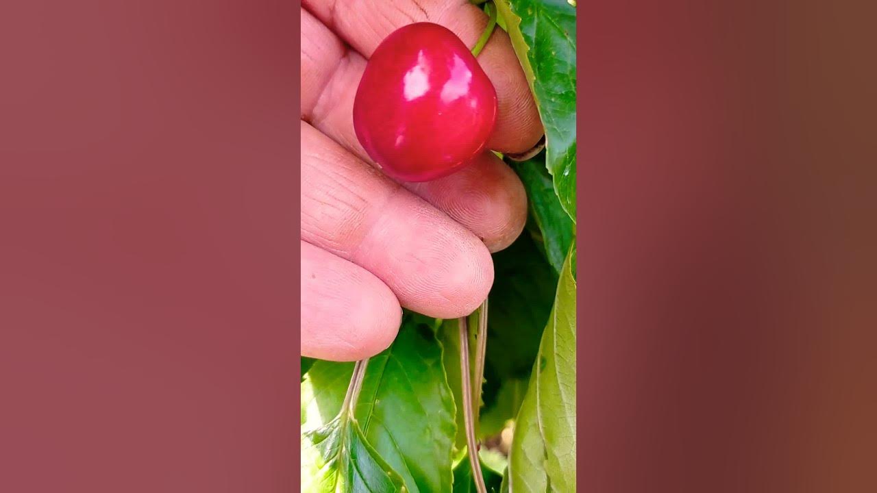 Черешня сорта Бахор - YouTube
