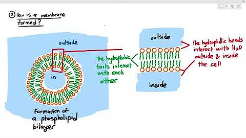 Cambridge AS & A Level Biology Chapter 4: Cell Membranes & Transport ...
