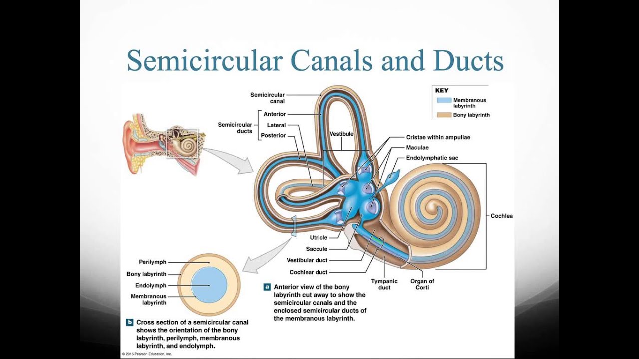 A&PI Module 13 hearing - YouTube