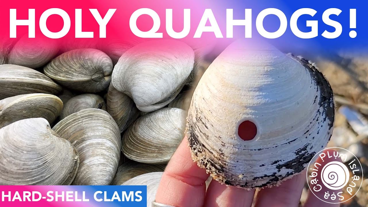 Hard Shell Clams | Quahogs | Cherry Stones | Little Necks | Shelling ...
