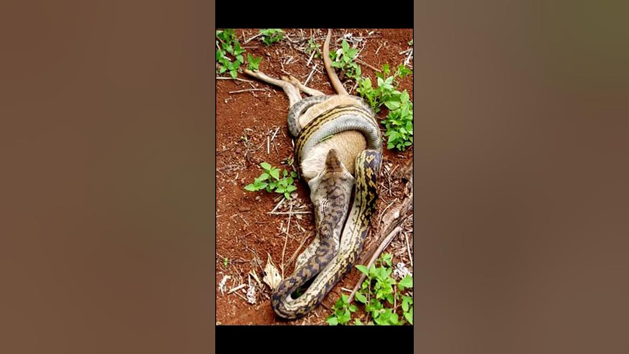 Python Eat Goat #python #snake #snakevideo - YouTube