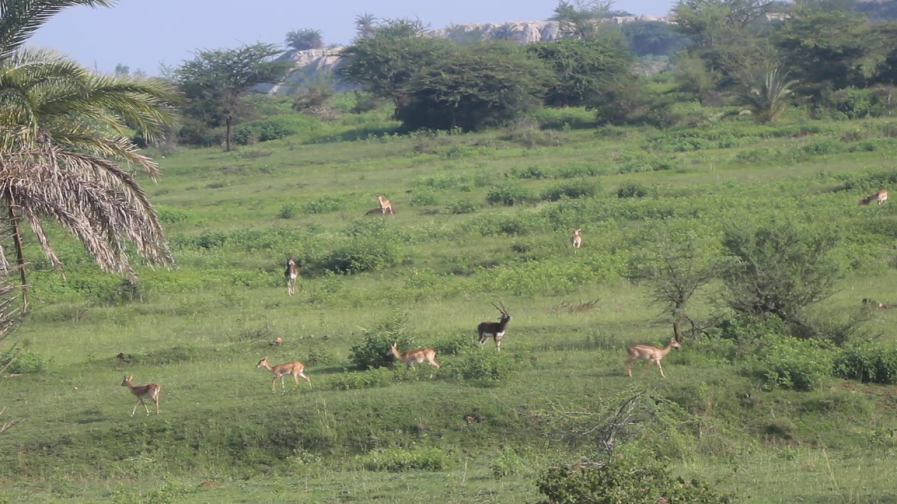 Blackbuck male among several females - YouTube