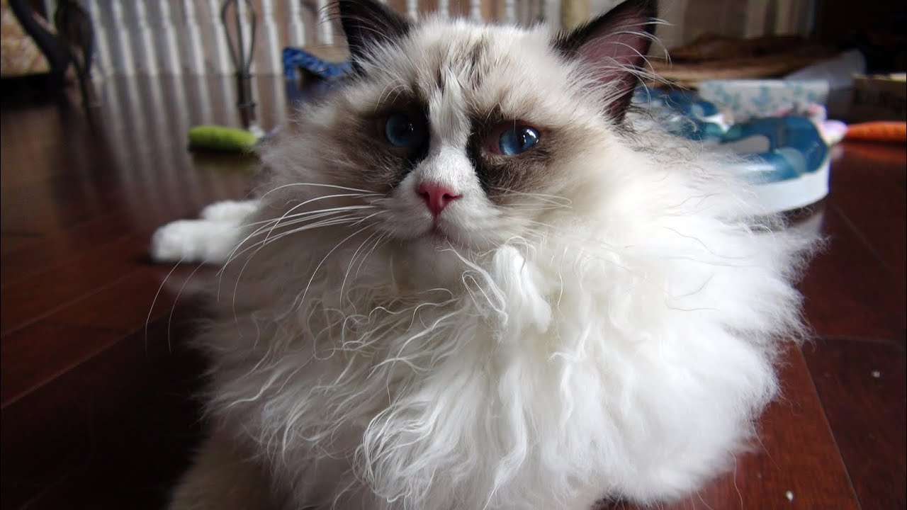 Introducing Ragdoll Kitten Casey To 7 Ragdolls - YouTube