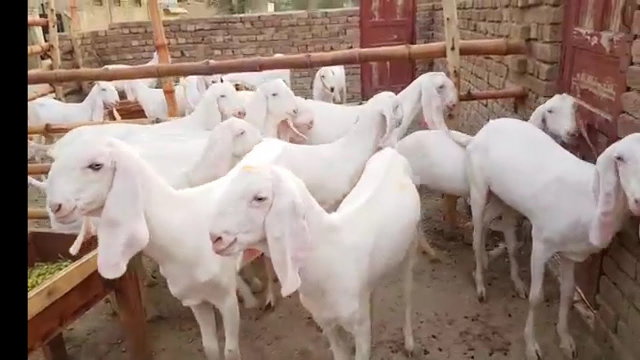 Pure rajanpuri goats at sabir Baloch Goat farm/ - YouTube