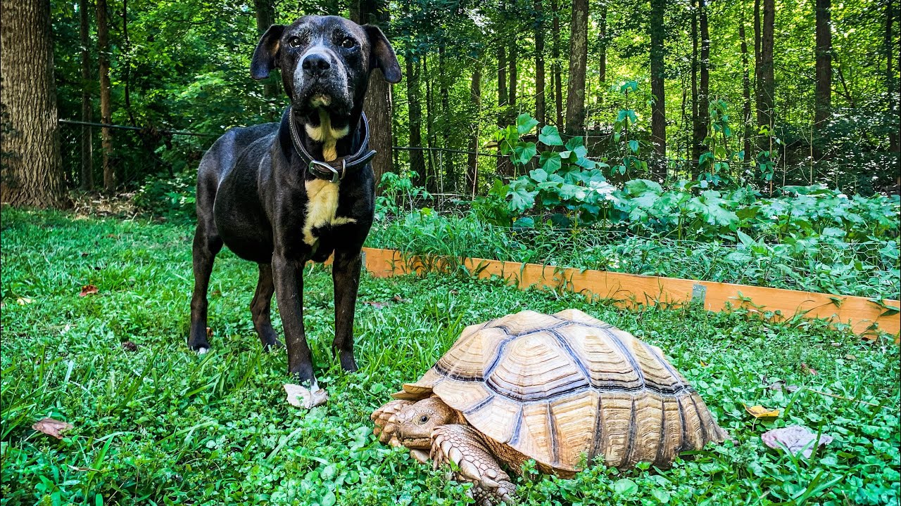QandA: Can Pet Tortoises live with dogs? Is sulcata tortoise manure ...