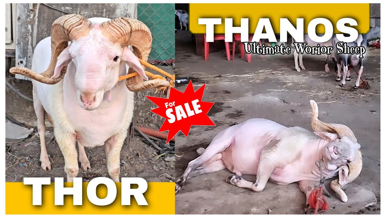 Big Vilayati Sheep Available for Sale at STAR GOATS FARM Asif STD 88798 ...