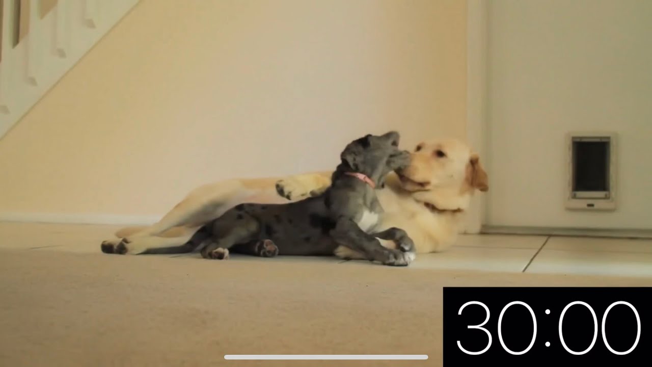 30 Minute Timer - Adorable Dogs - YouTube