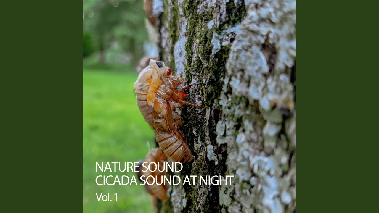 Summer Bug Sounds - YouTube