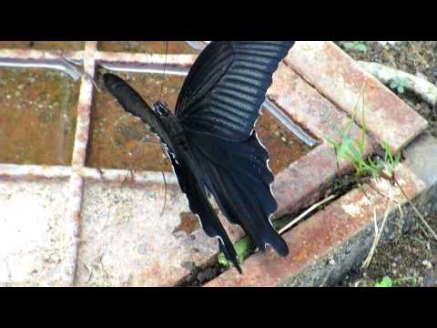 Big Ass Korean Butterfly