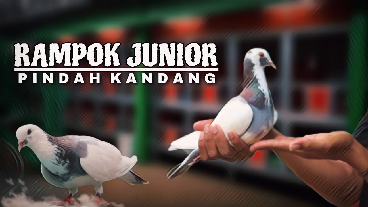 RAMPOK JUNIOR & 34 PASANG BURUNG MERPATI PINDAH KANDANG - YouTube