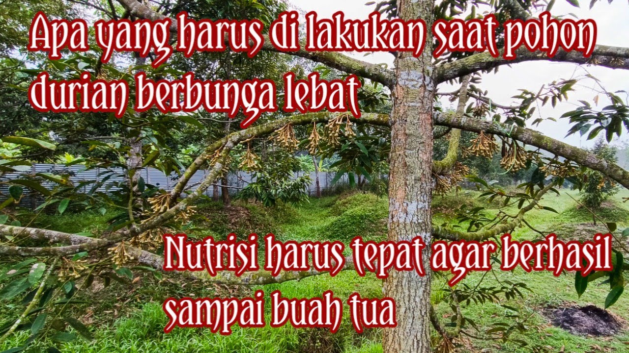 Apa Yang Harus Dilakukukan Saat Pohon Durian Berbunga Lebat - YouTube