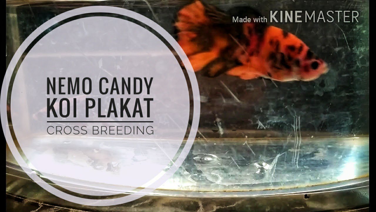 Betta Cross Breeding .. Koi plakat Male x Long tail halfmoon female ...