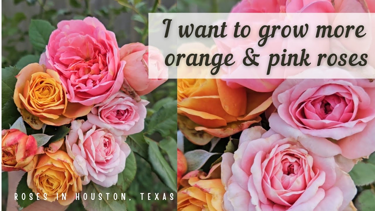 Orange & Pink Roses - An unusual color combo that turns out so ...