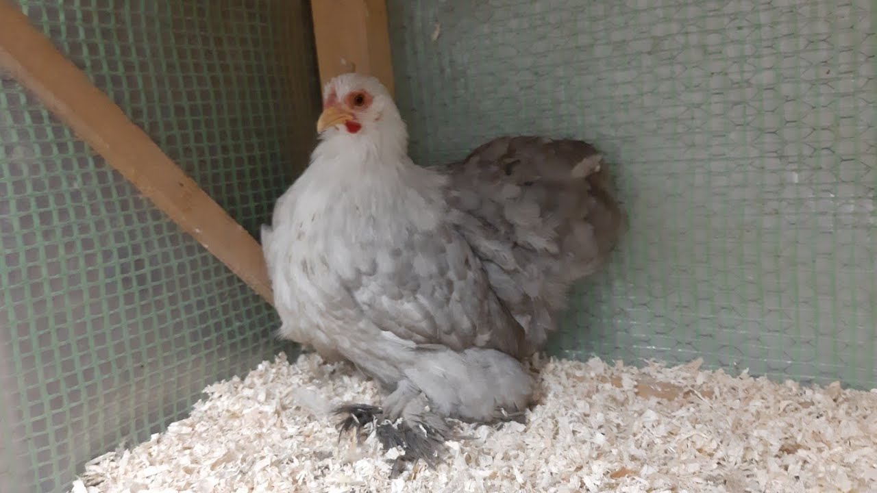 Zwerg Cochin bobtail - YouTube