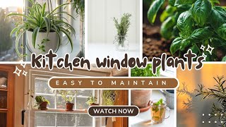 Kitchen Window Plants Ideas | Fresh Green Decor for Your Kitchen 2026