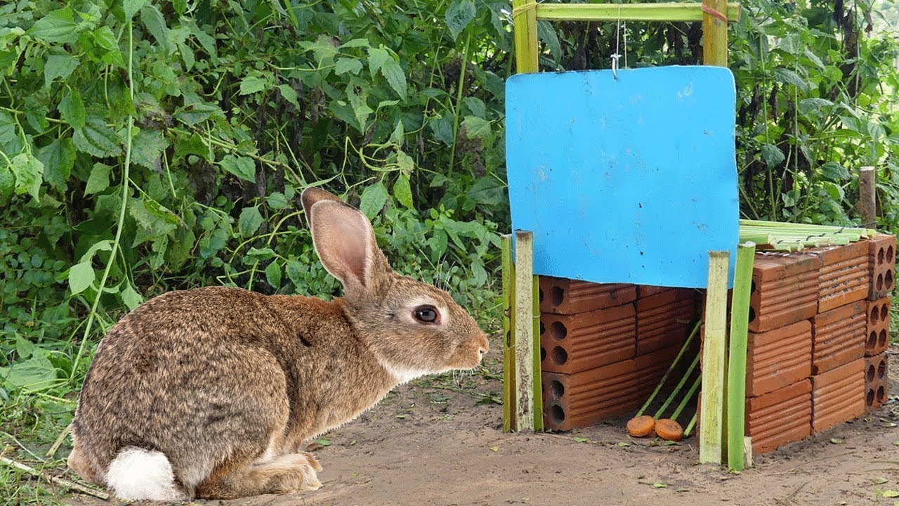 Creative Building Rabbit Trap Using Bricks And Palm Tree - YouTube