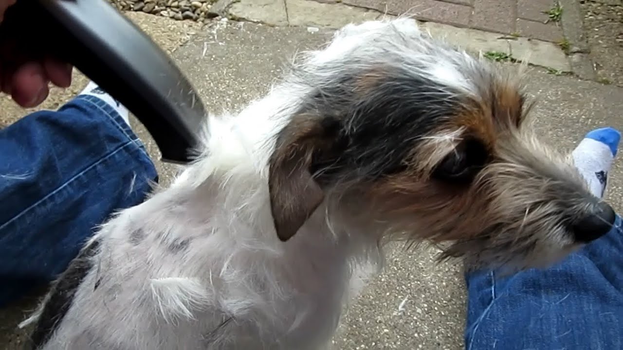 Scruff had a cut & wash [Vlog #268] - YouTube