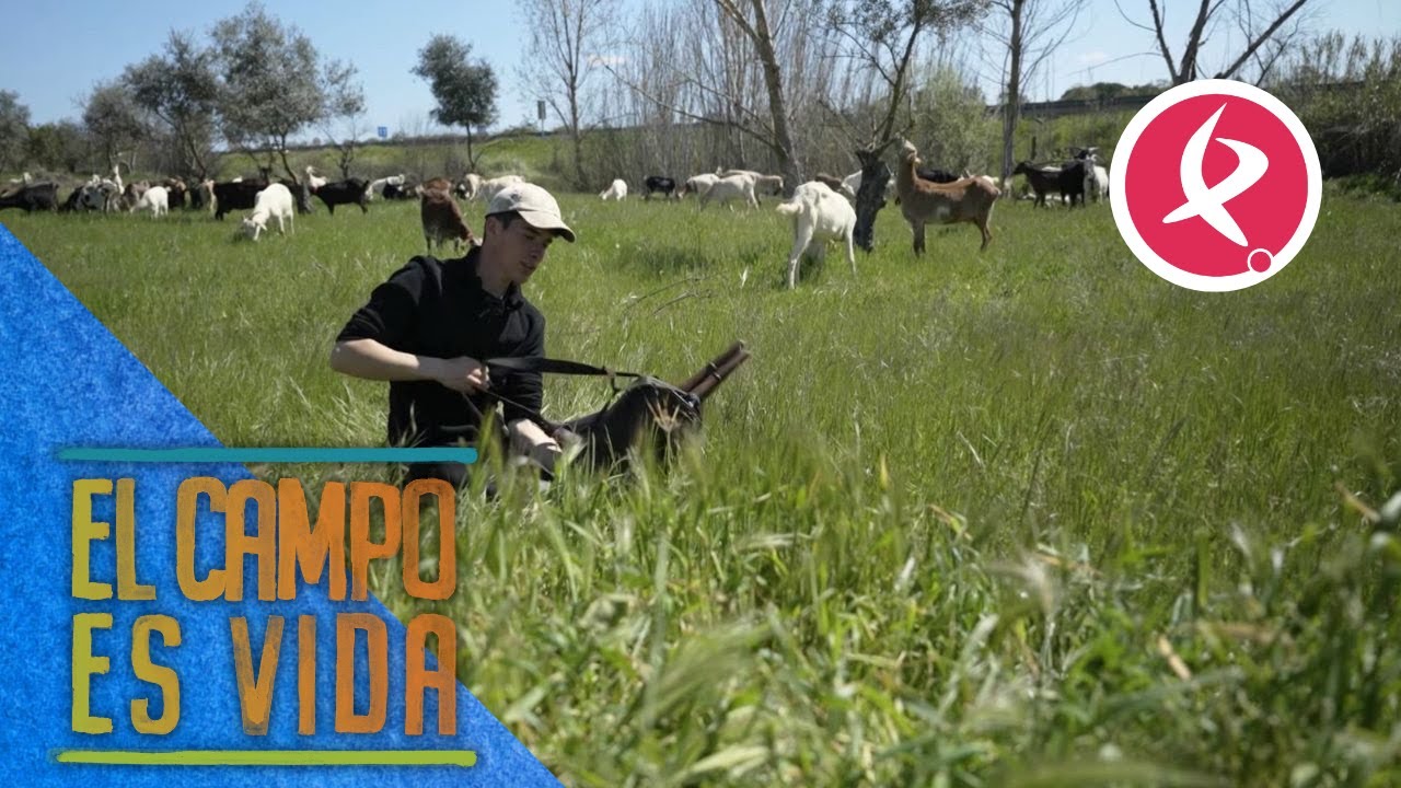 ¿Qué lleva un cabrero moderno en su mochila? | El campo es vida - YouTube
