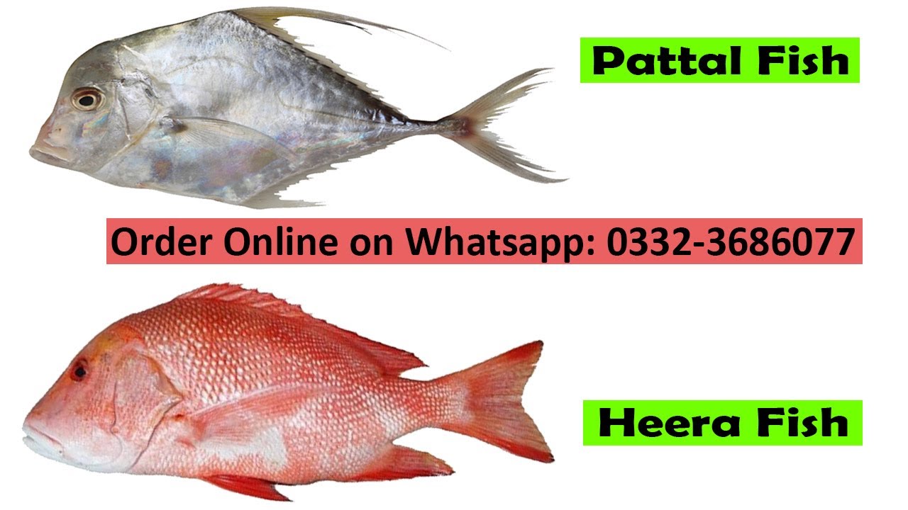 Pattal and Heera Fish | Cutting and Reviews | Daily Fish Update ...