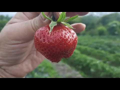 Клубника Мара де Буа. Вкуснятина - YouTube