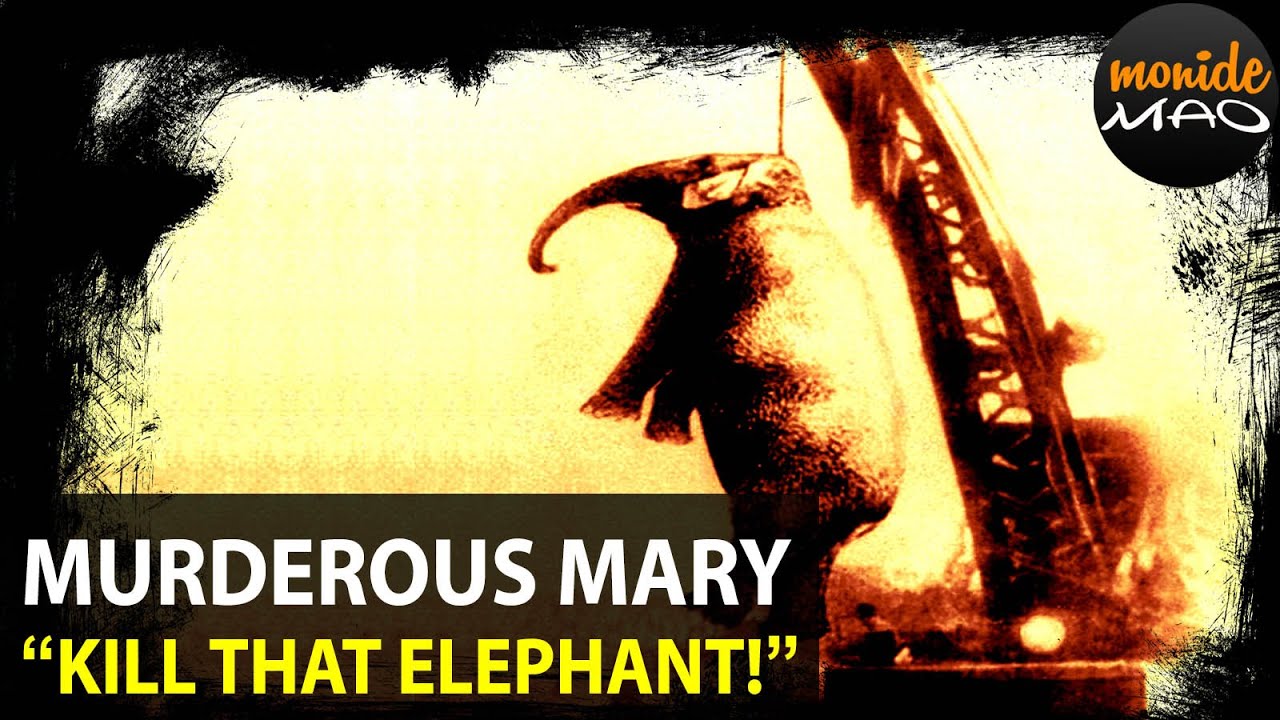 Murderous Mary Execution | The Only Elephant Hanged Publicly In History ...