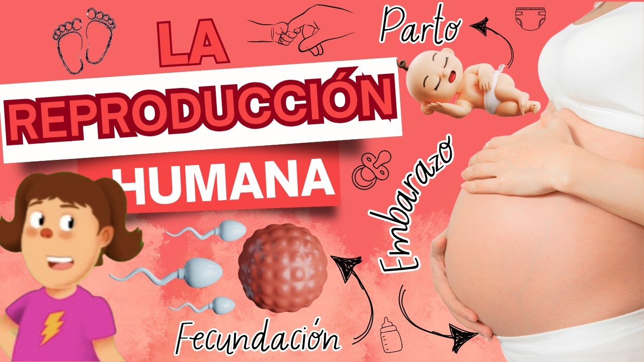 Explicación de la REPRODUCCIÓN humana para NIÑOS/ fencundación ...