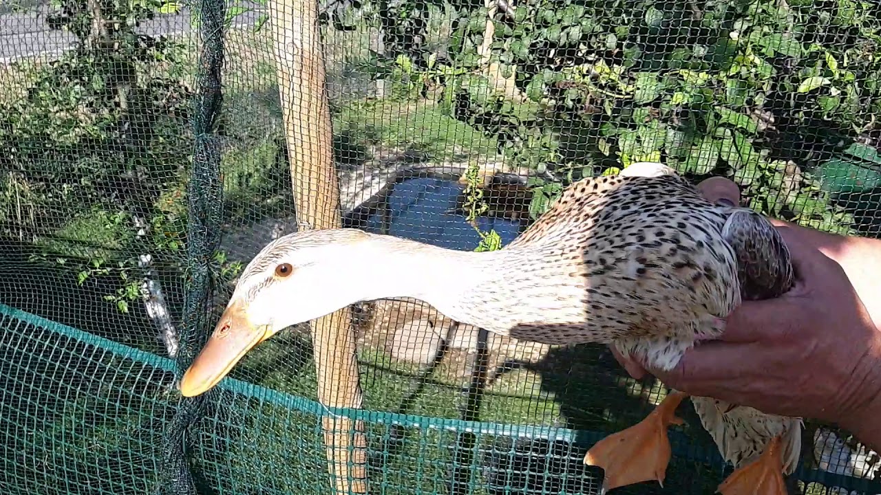 What is the voice of (ADULT FEMALE) duck? - YouTube