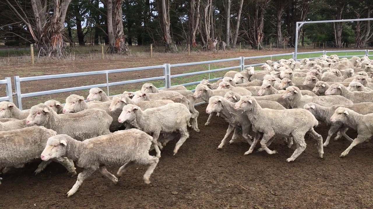 Willera Merino Wether Lambs - AuctionsPlus 14/04/2020 - YouTube