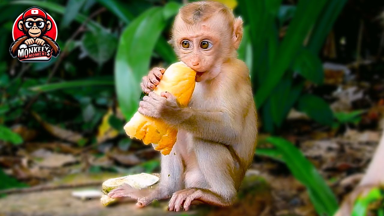 Sweet Moments as Adorable Monkey Luno Eats His F//avorite Food - YouTube