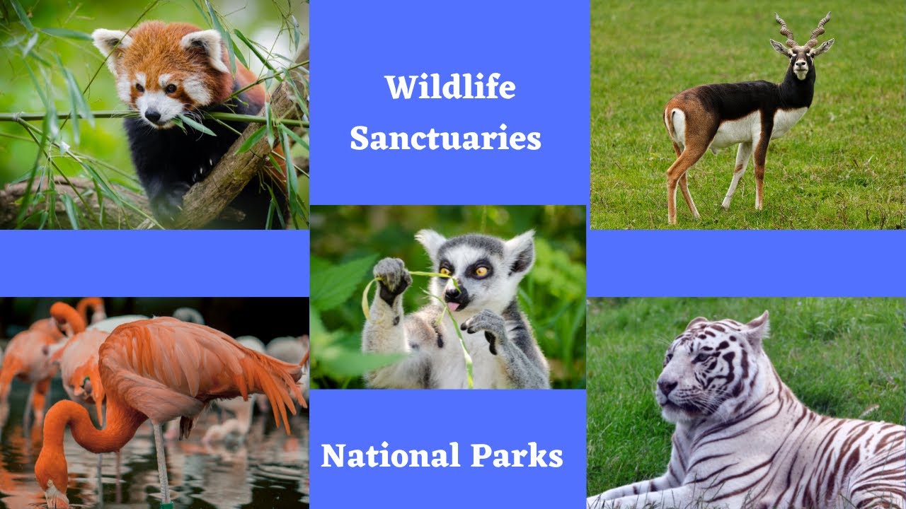 In-Situ Conservation- Wildlife Sanctuaries & National Parks - YouTube