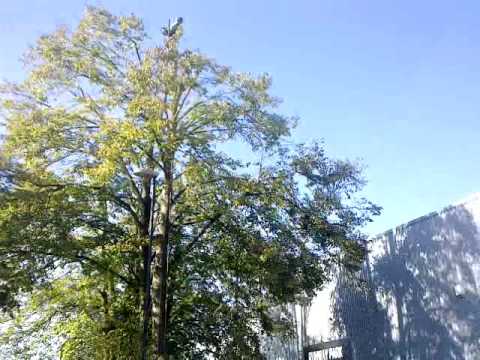 Tree top removal, tree surgery, ash tree (pollard).mp4 - YouTube