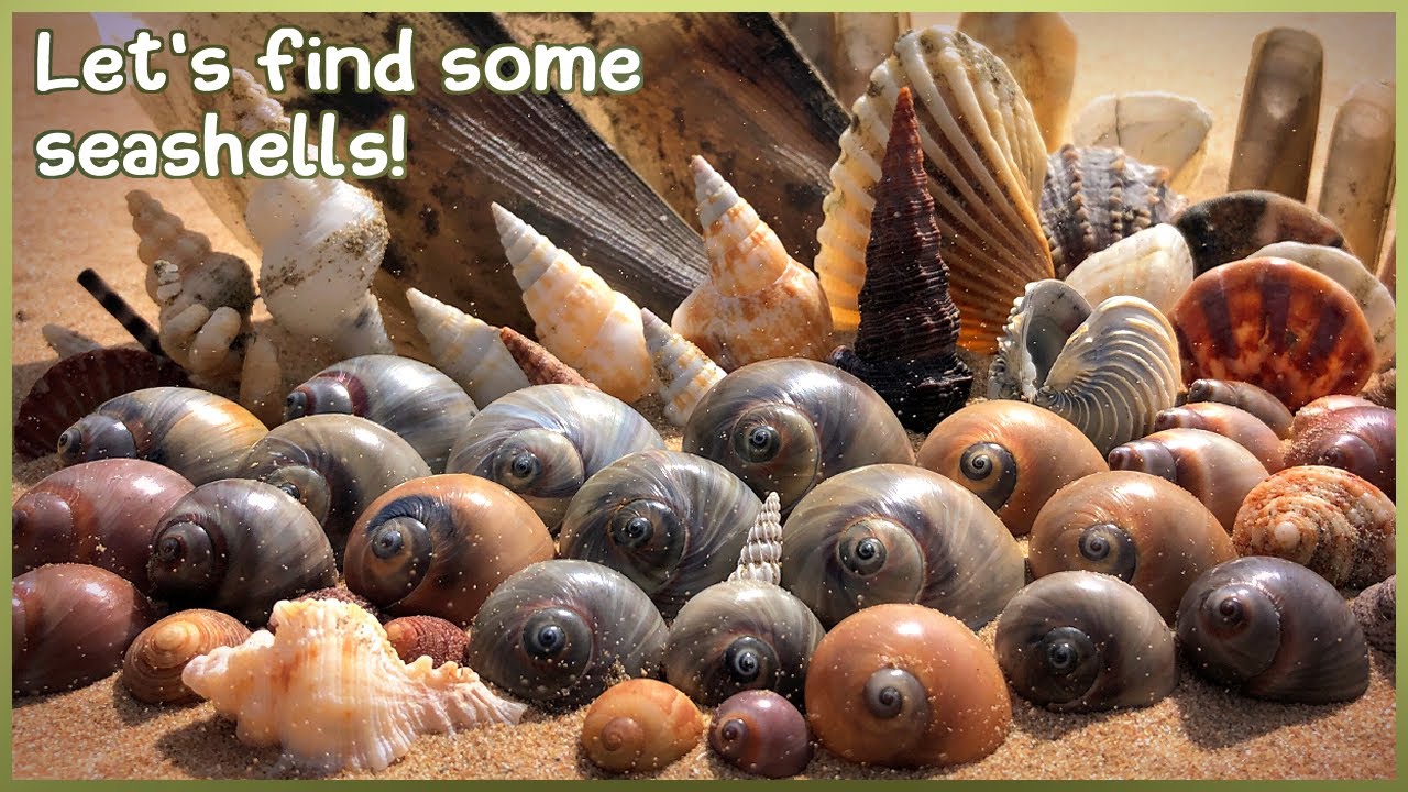Finding Seashells at Low Tide | Slow Day at Hervey Bay #shelling - YouTube