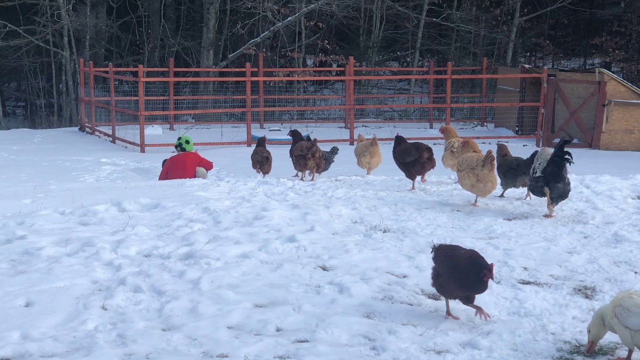 Sledding with Chickens! - YouTube