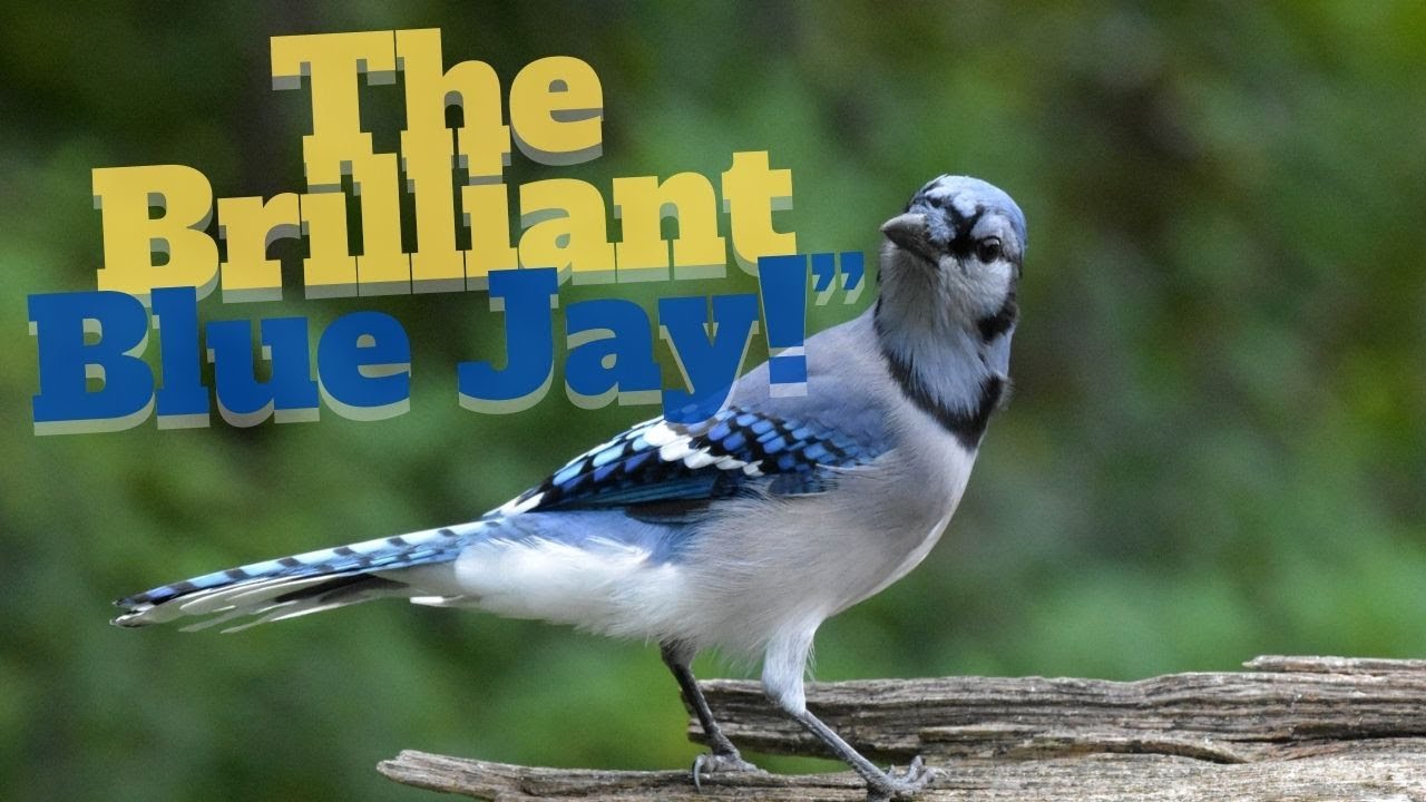 "Blue Jays: The Clever, Noisy, and Unbelievably Colorful Birds!" - YouTube